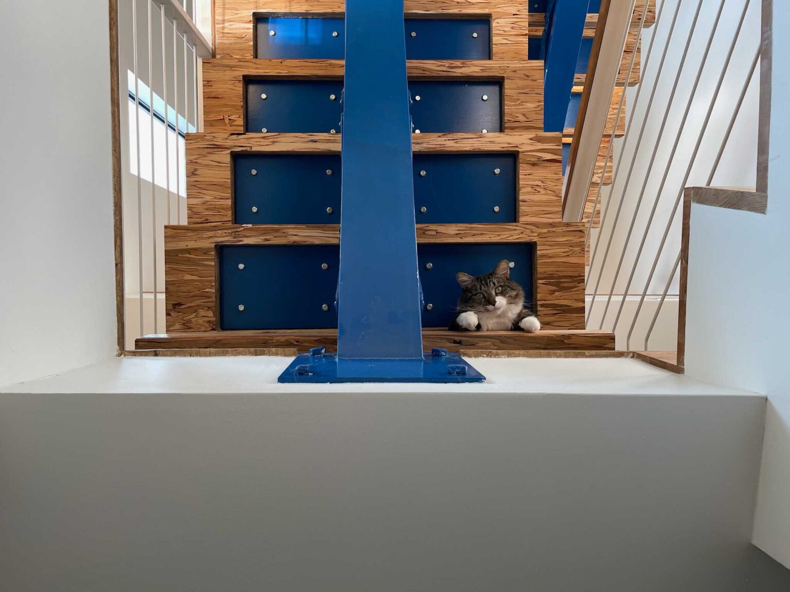 architecture for cats Archives - Studio MM Architect